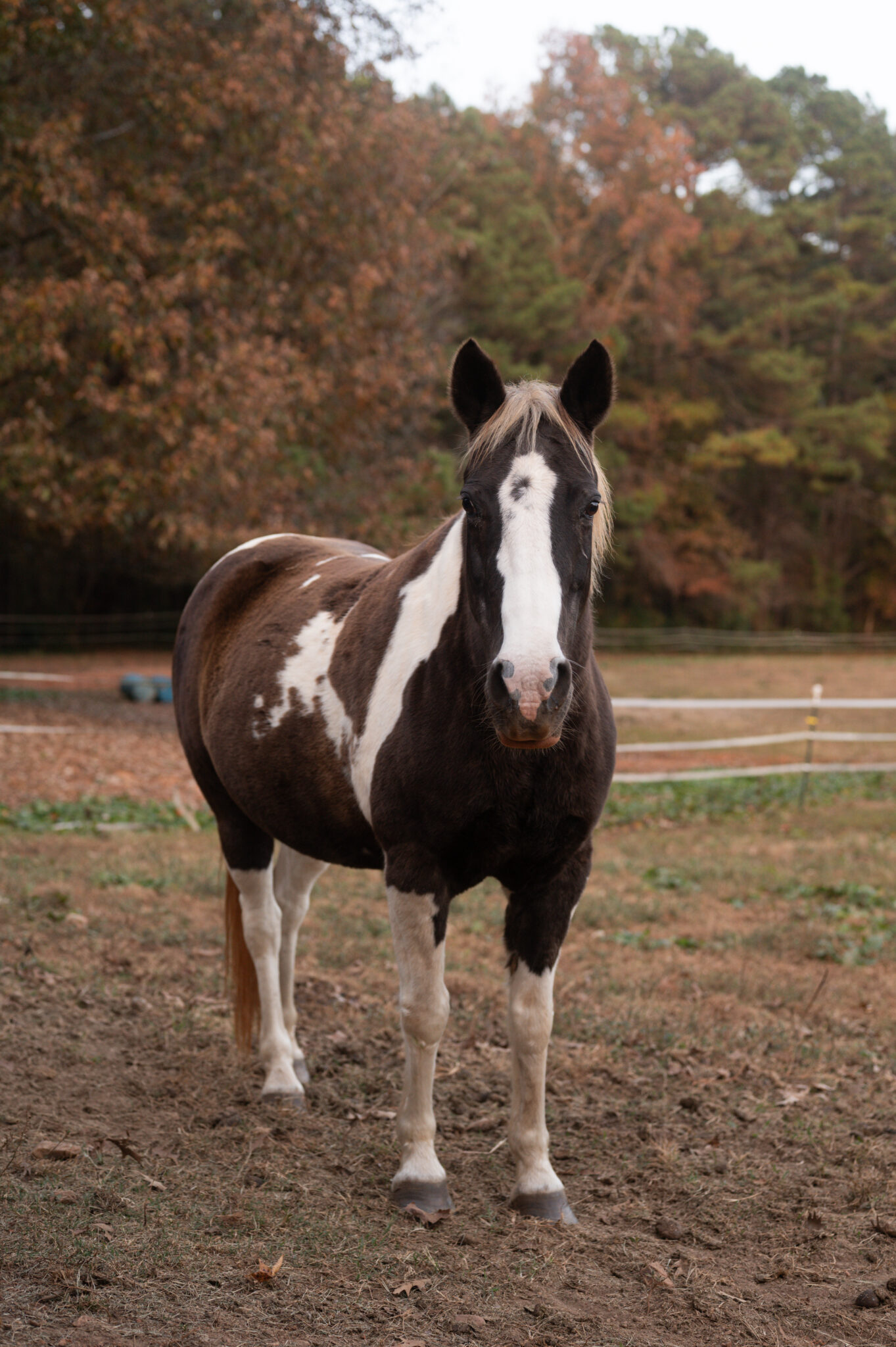 Our Horses – HORSES for HOPE TRC, Inc.